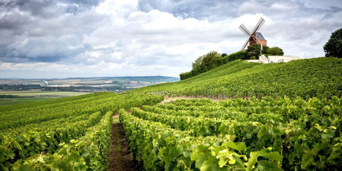 First Press vs Second Press Champagne: Understanding the Differences ...