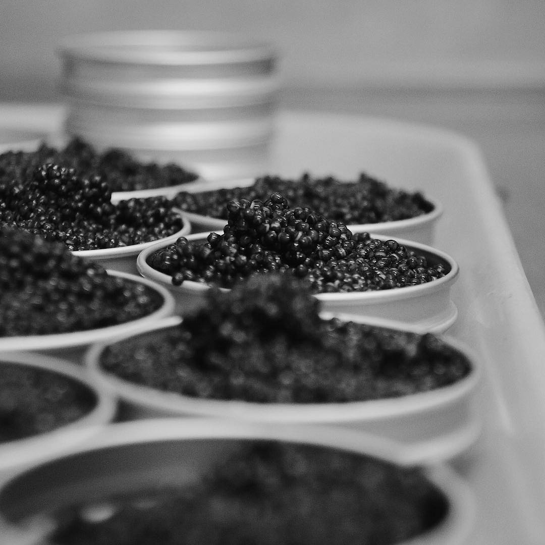 Sturgeon Beluga Caviar: The Epitome of Caviar Excellence – APTENT. GOURMET